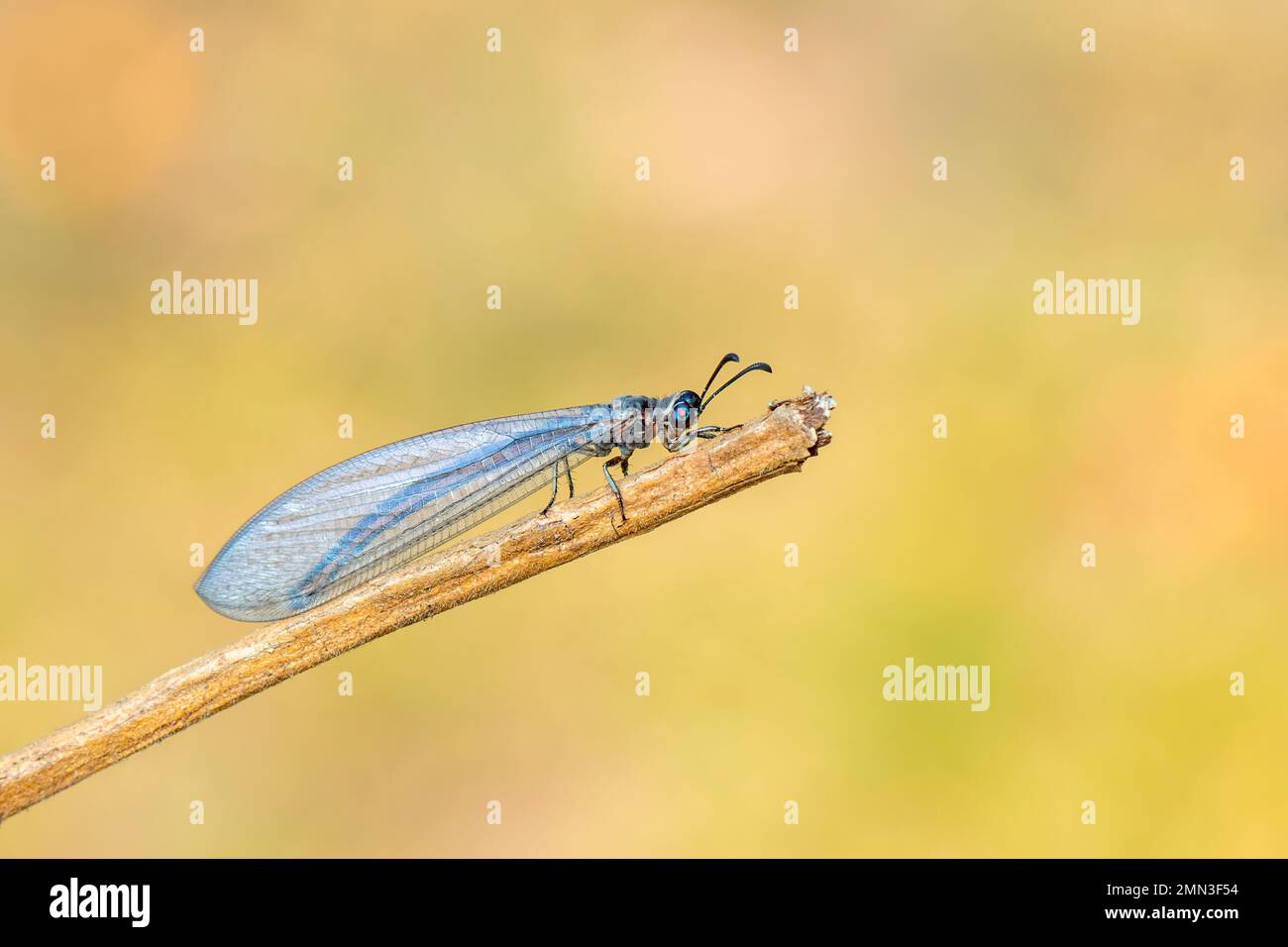 Image of myrmeleon formicarius perched on a branch on nature background ...