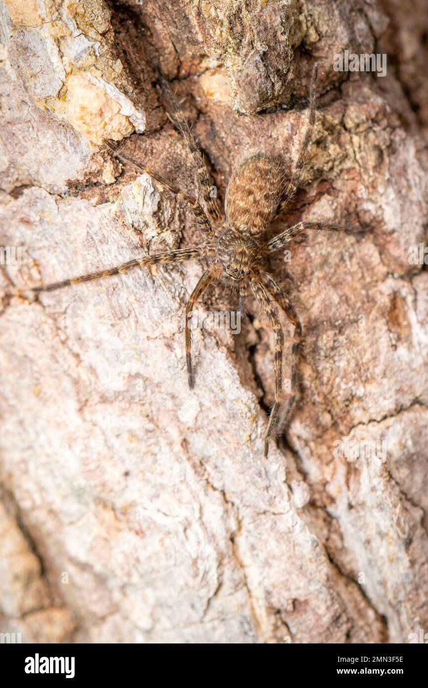 Image of a brown spider on a tree. Insect. Animal Stock Photo - Alamy