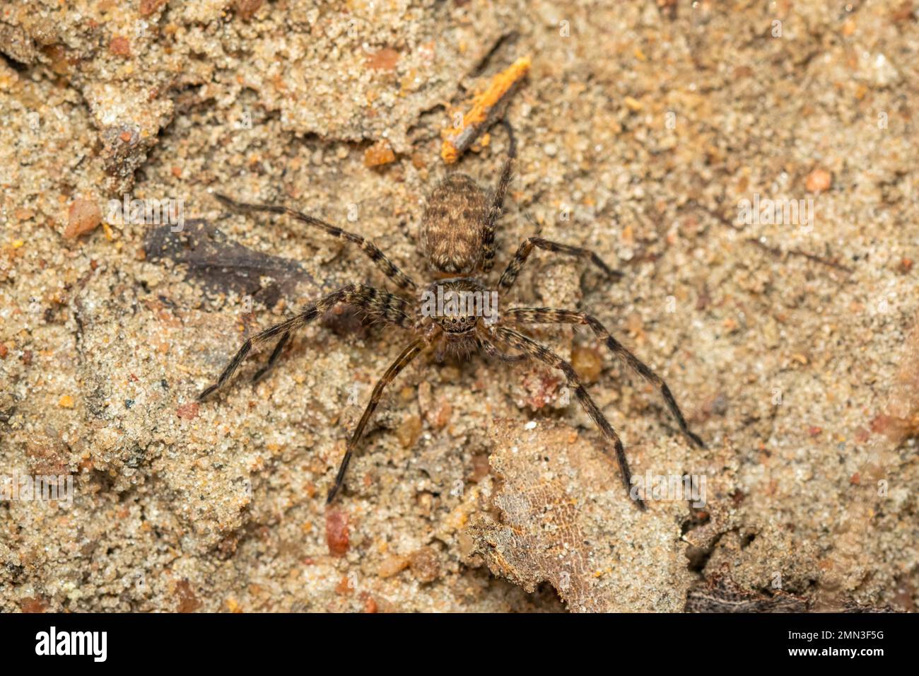 Image of a brown spider on the ground. Insect. Animal Stock Photo - Alamy