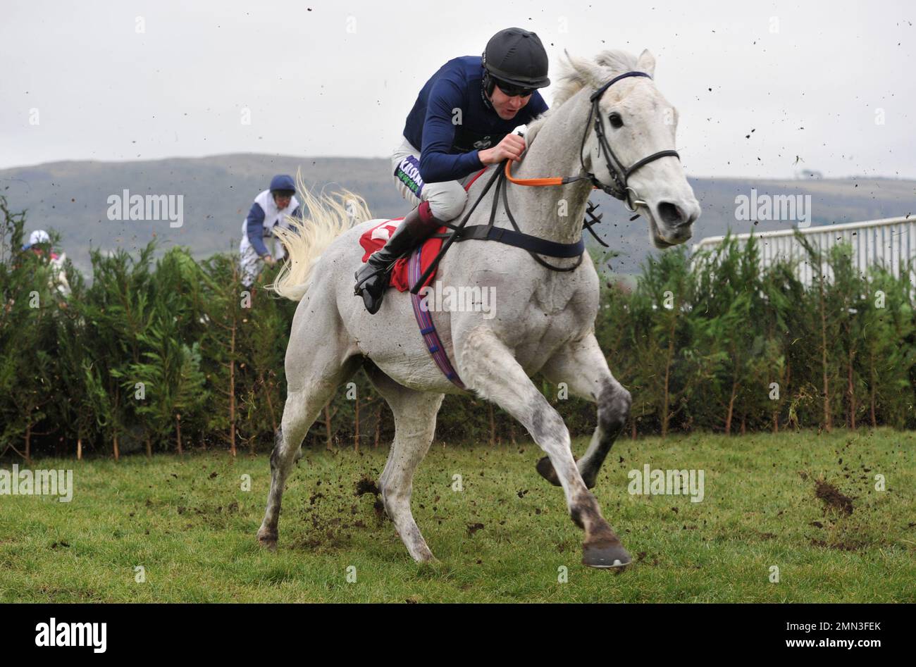 Snow leopardess racing hi-res stock photography and images - Alamy