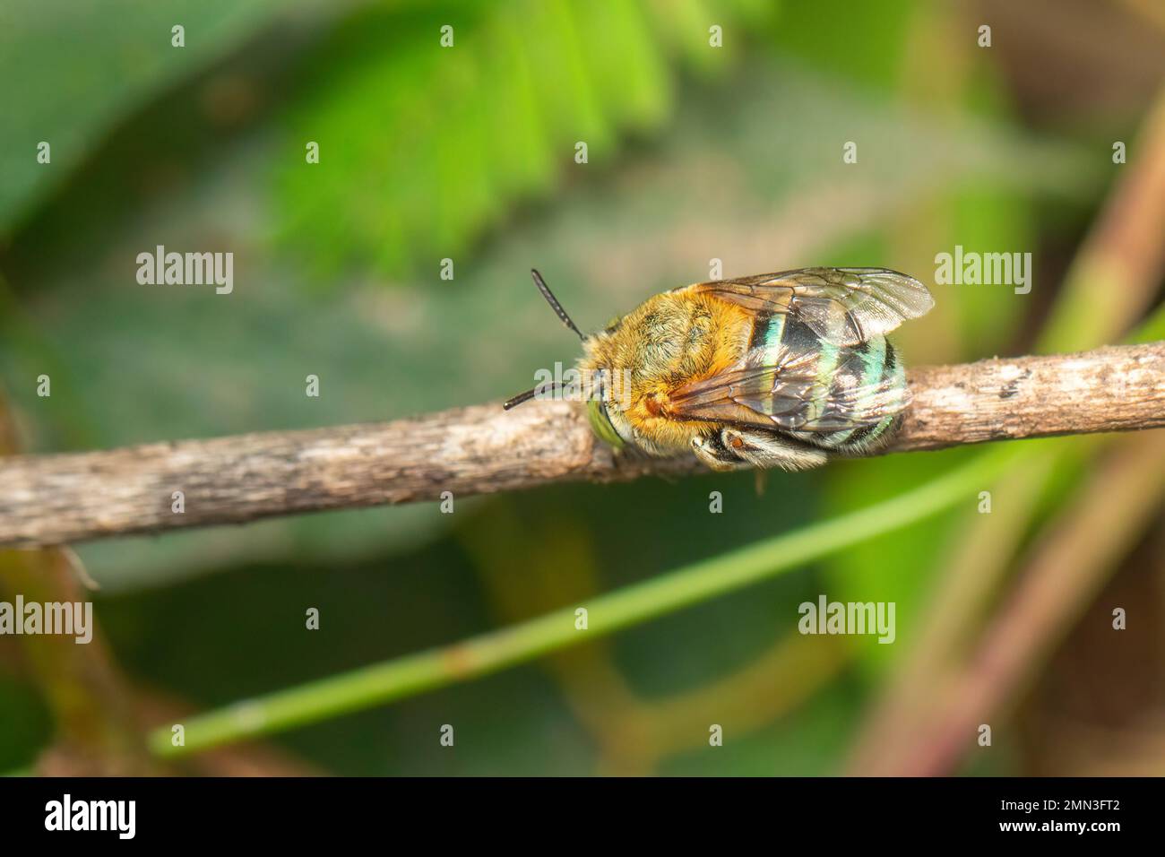 Image of blue banded bee on the branch. Insect. Animal Stock Photo - Alamy