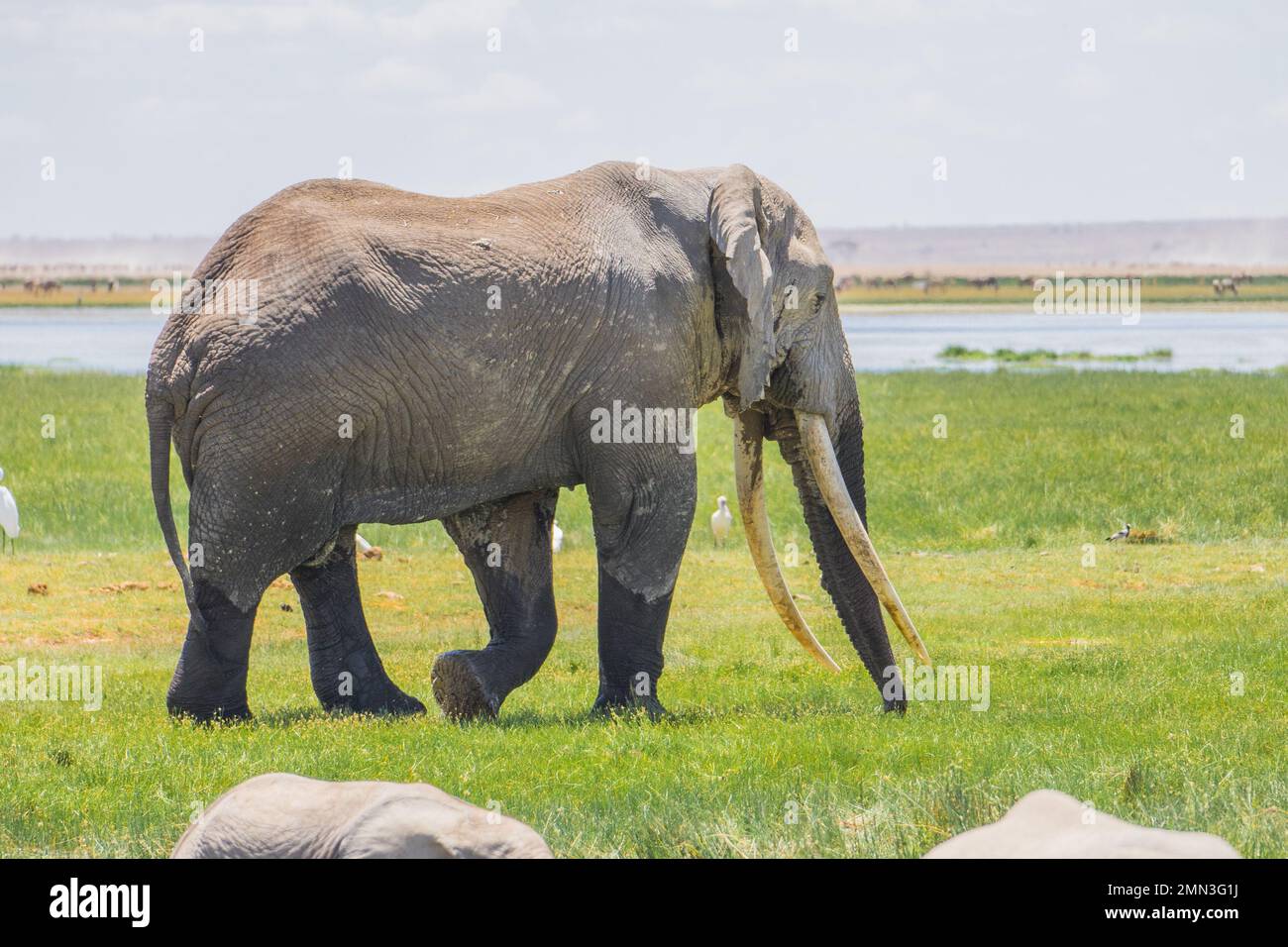 Wild elephants in Africa Stock Photo - Alamy