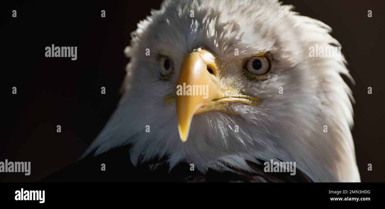Portrait white-tailed eagle bald eagle, national american prey bird on ...