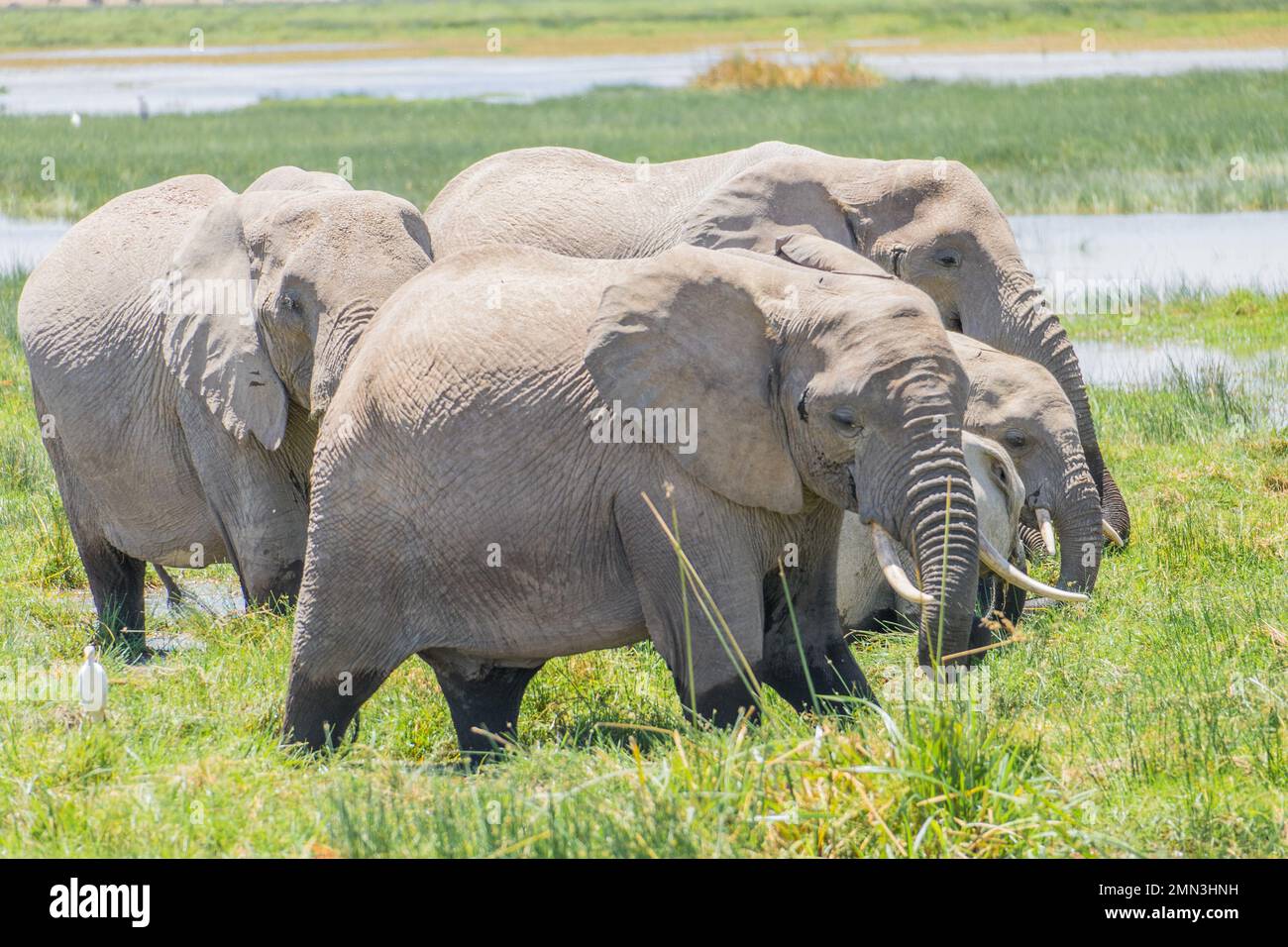 Wild elephants in Africa Stock Photo - Alamy