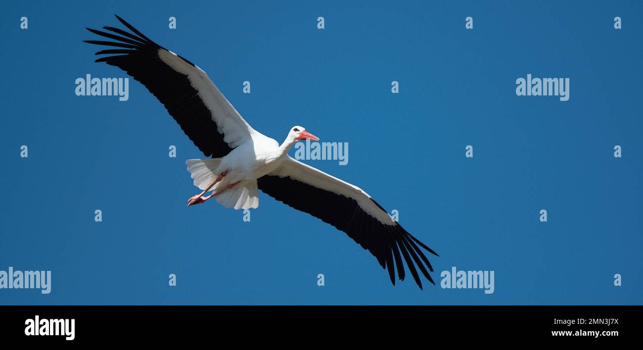 Flying stork under blue sky, stork flying in nature (Ciconia ciconia ...