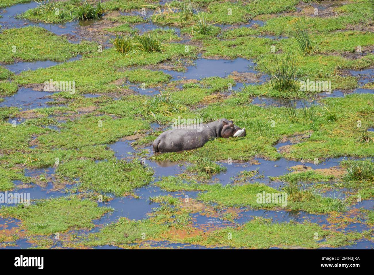 Wild hippopotamus in African wild Stock Photo - Alamy