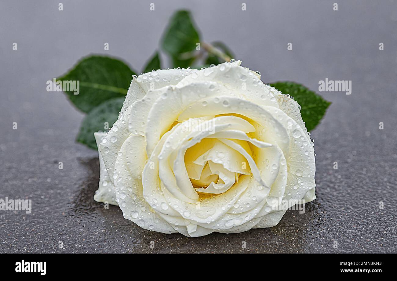 a yellow rose laid on a grey stone on a frozen background to express ...