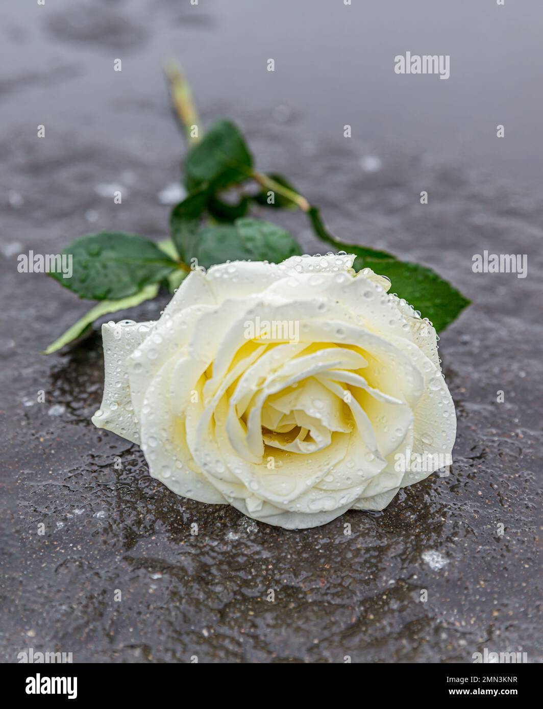 a yellow rose laid on a grey stone on a frozen background to express ...