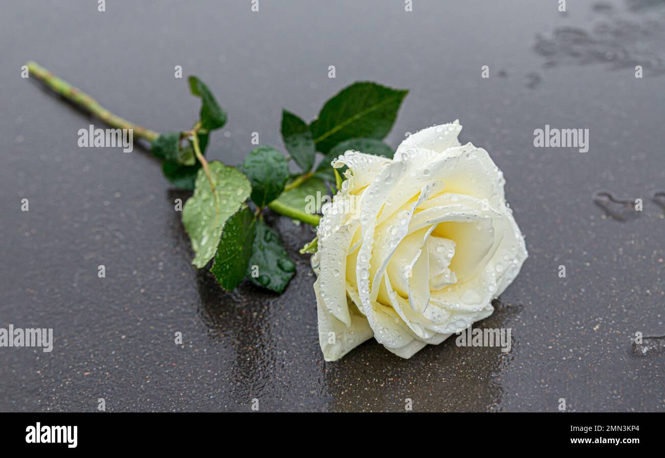 a yellow rose laid on a grey stone on a frozen background to express ...