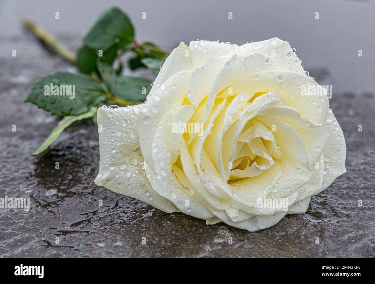 a yellow rose laid on a grey stone on a frozen background to express ...