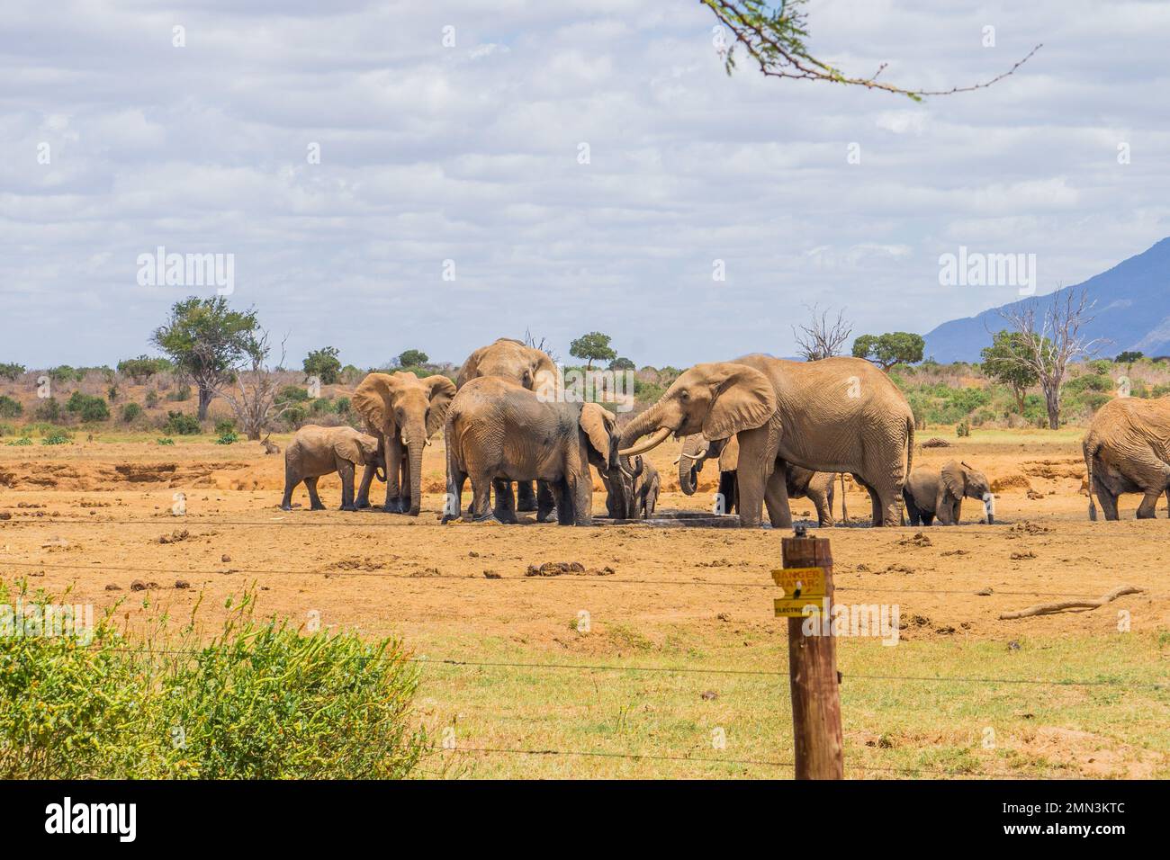 Wild elephants in Africa Stock Photo - Alamy