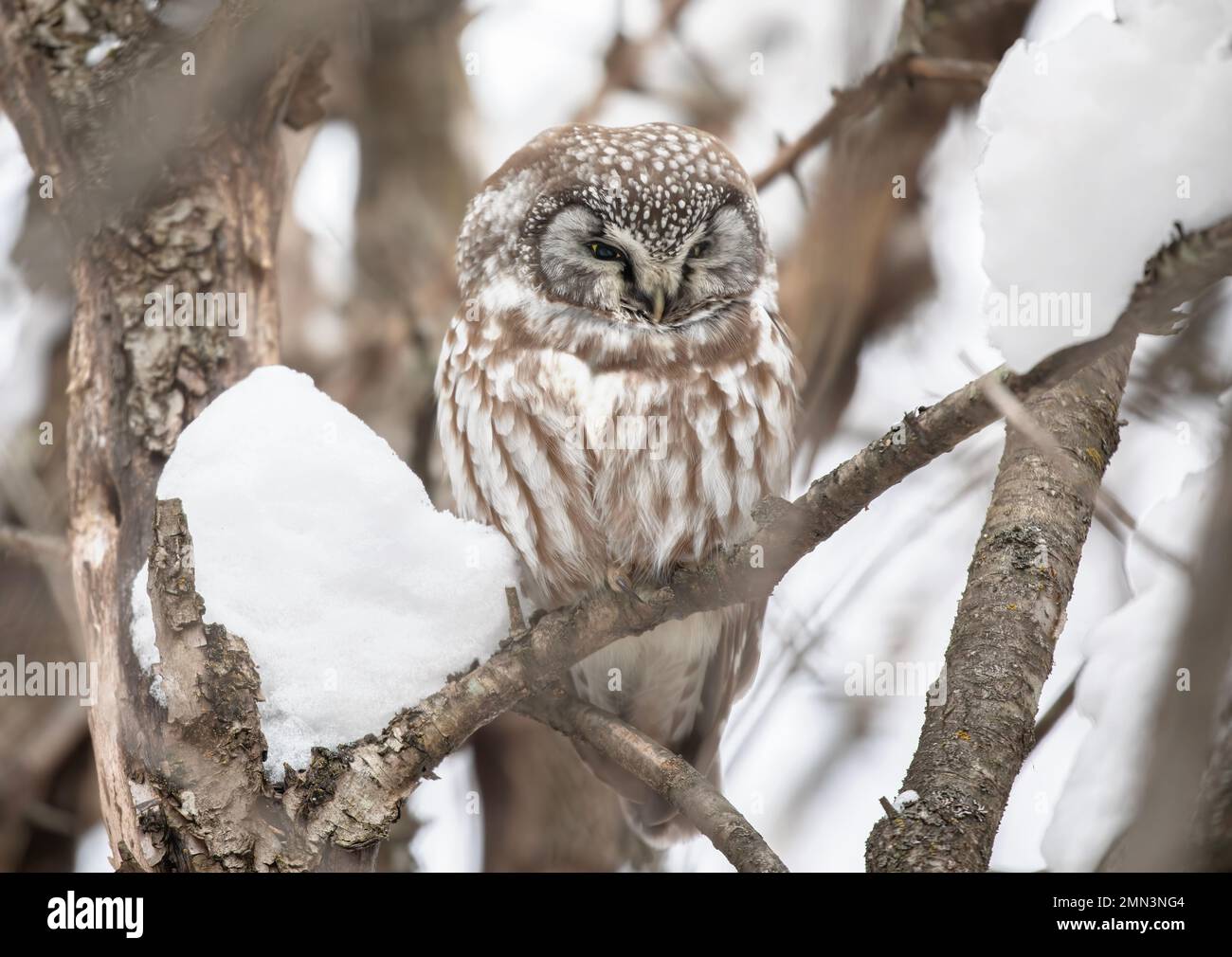 A Boreal owl perched in on a tree branch during winter in Canada Stock ...
