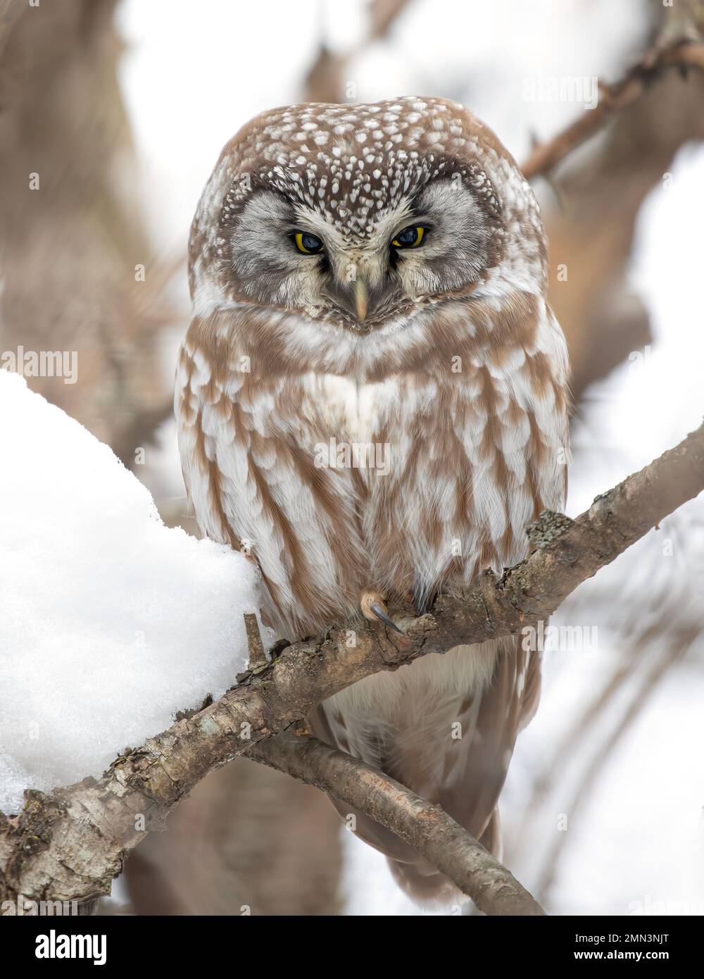 A Boreal owl perched in on a tree branch during winter in Canada Stock ...