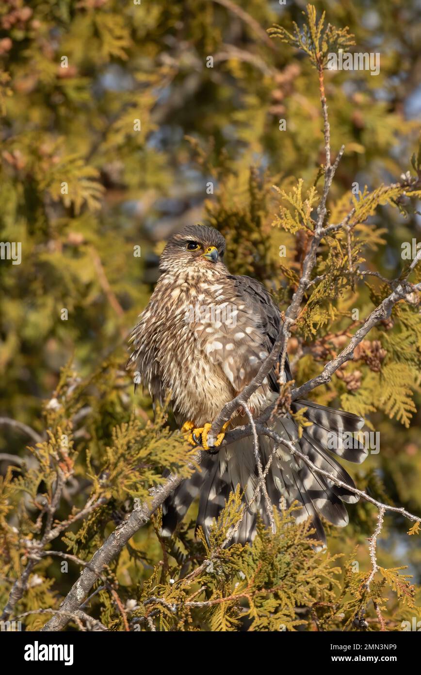 Merlin is a small falcon perched in a cedar tree hunting in winter ...