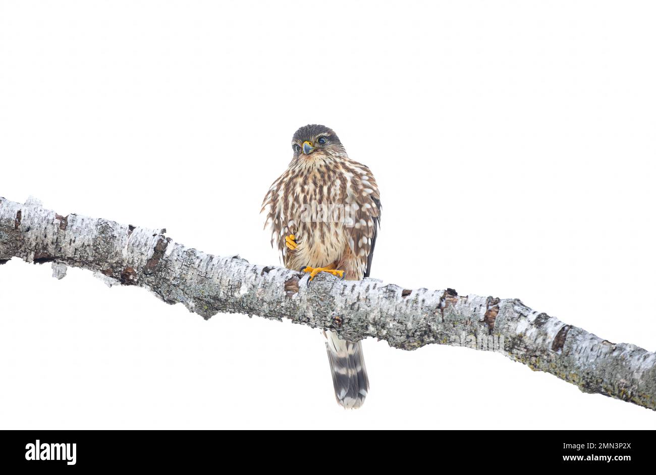 Merlin is a small falcon isolated on white background perched on a ...
