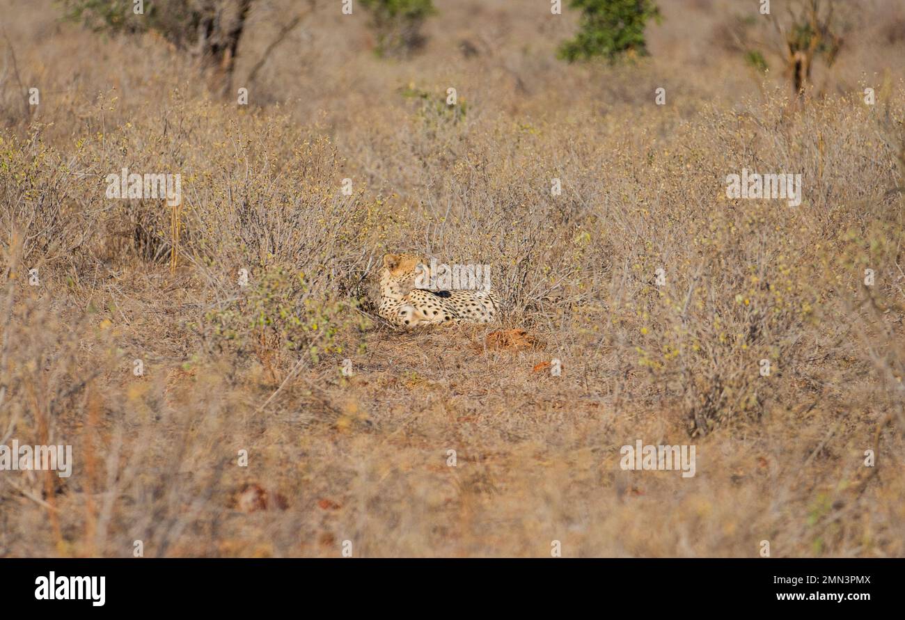 African cheetahs in the wild Stock Photo - Alamy African cheetahs in the wild Stock Photo - Alamy