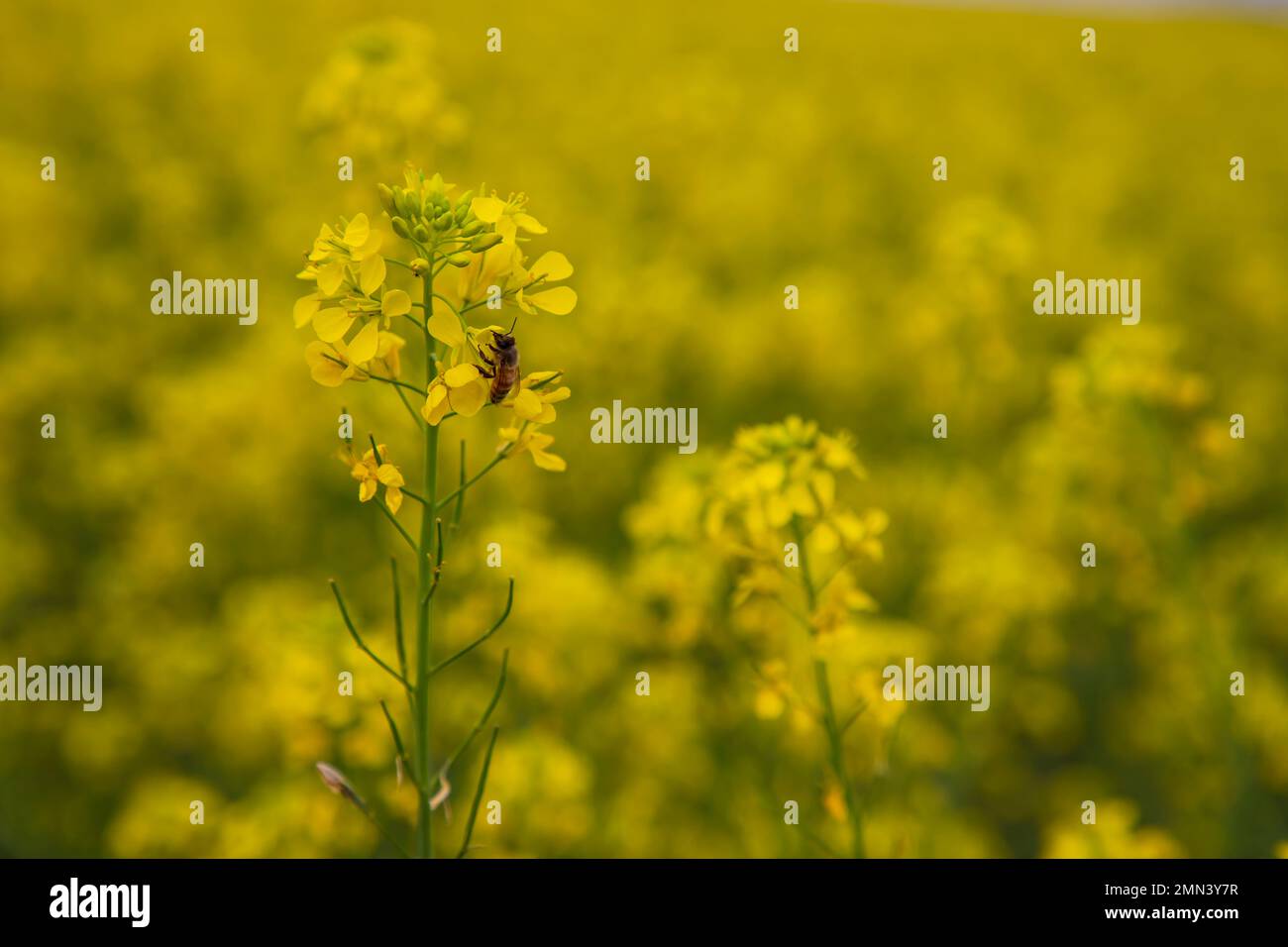 Field of flowers with bee hi-res stock photography and images - Alamy