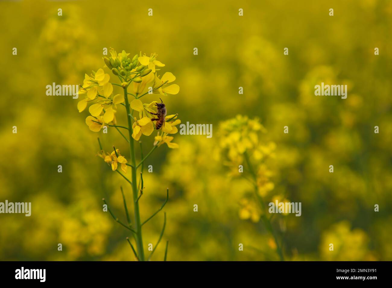 Canola honey hi-res stock photography and images - Alamy