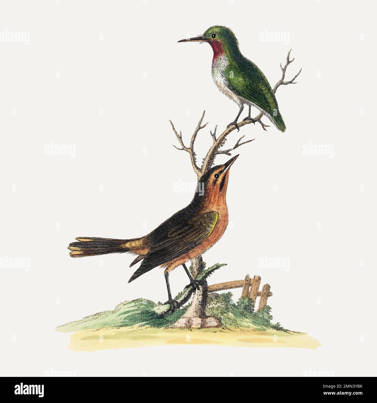 Vintage bird sticker, animal illustration vector, remixed from the ...