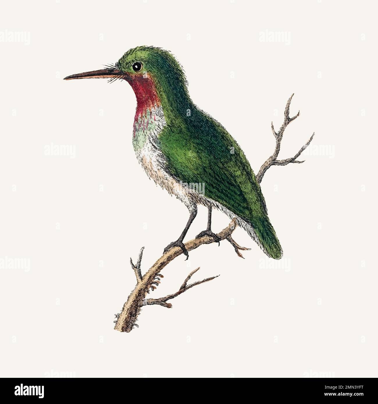 Vintage bird sticker, animal illustration vector, remixed from the ...
