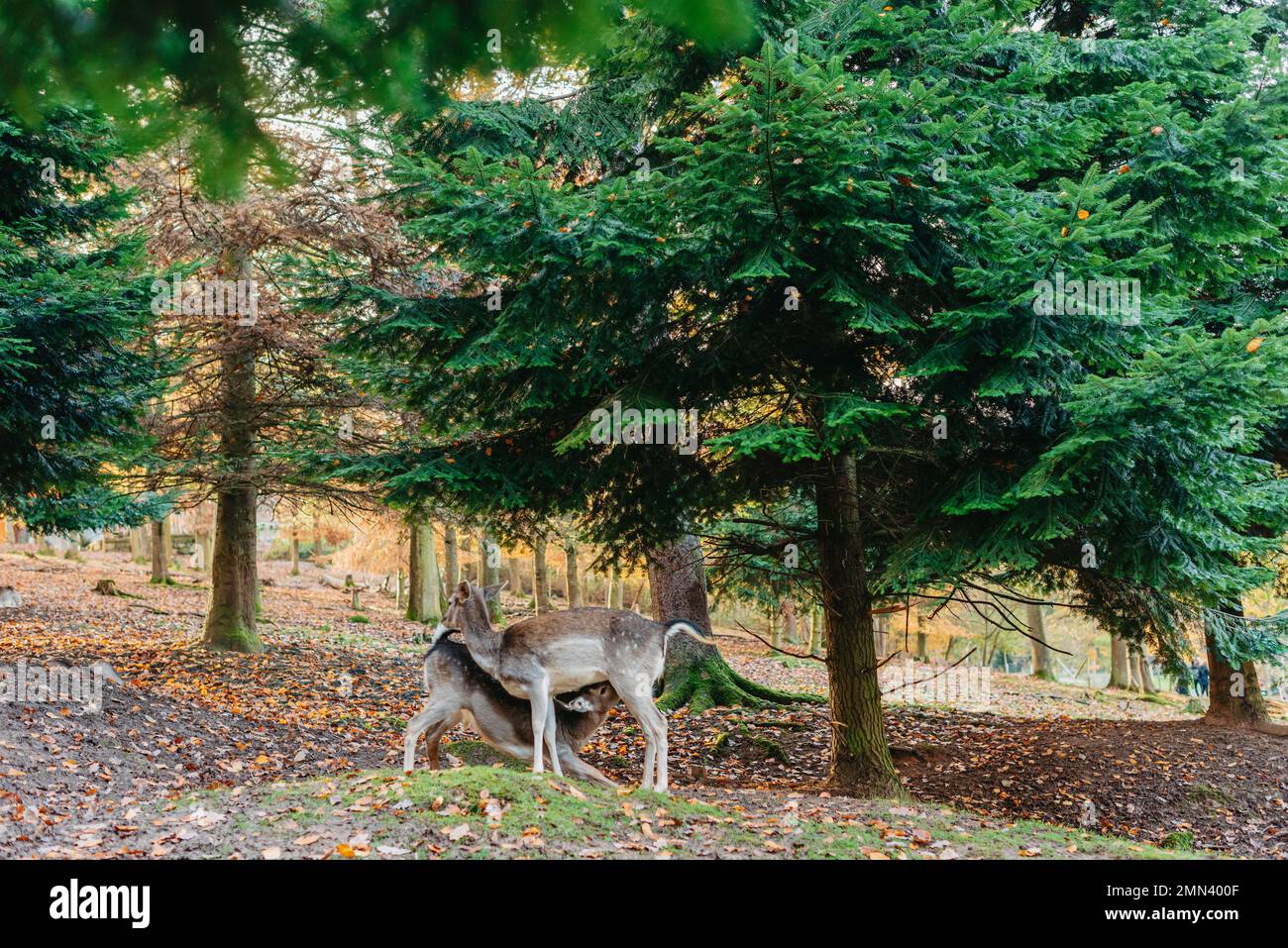 Young red deer sucks milk. Herd of deers in summer landscape. Wildlife ...