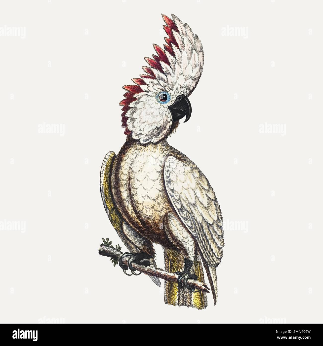 Vintage parrot sticker, bird illustration vector, remixed from the ...