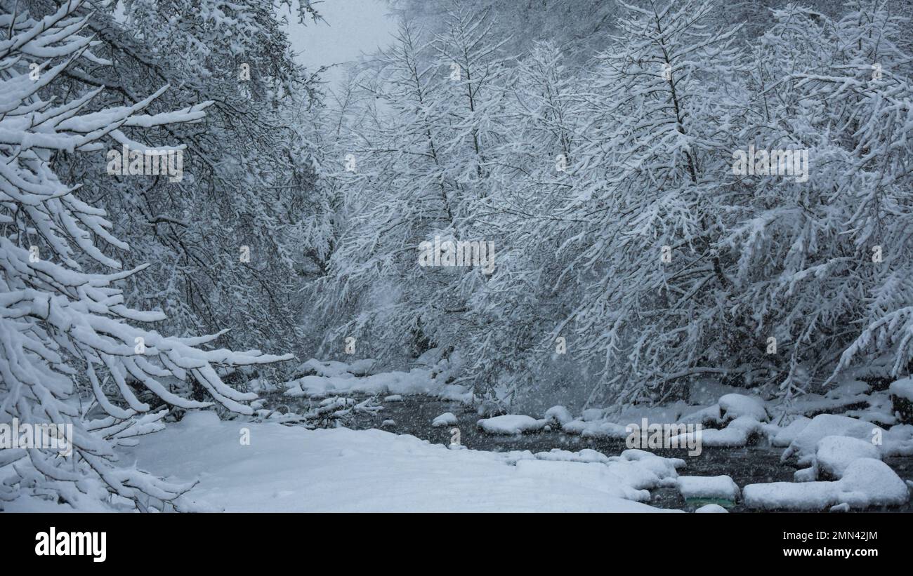 Blizzard forest hi-res stock photography and images - Alamy
