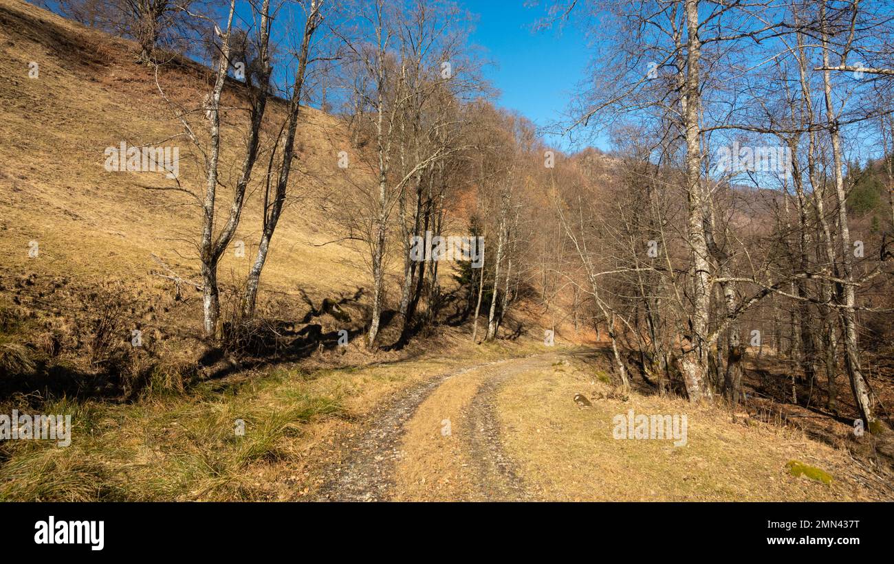 Car tracks winding through traditional gardens and orchards. Rural ...