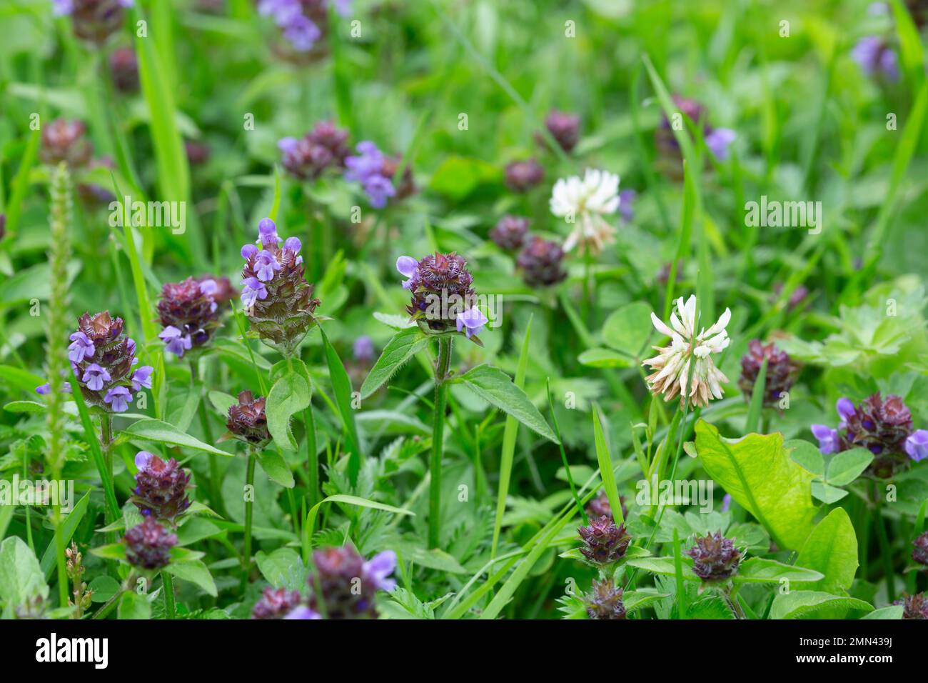Common self-heal, Prunella vulgaris and white clover, Trifolium repens ...