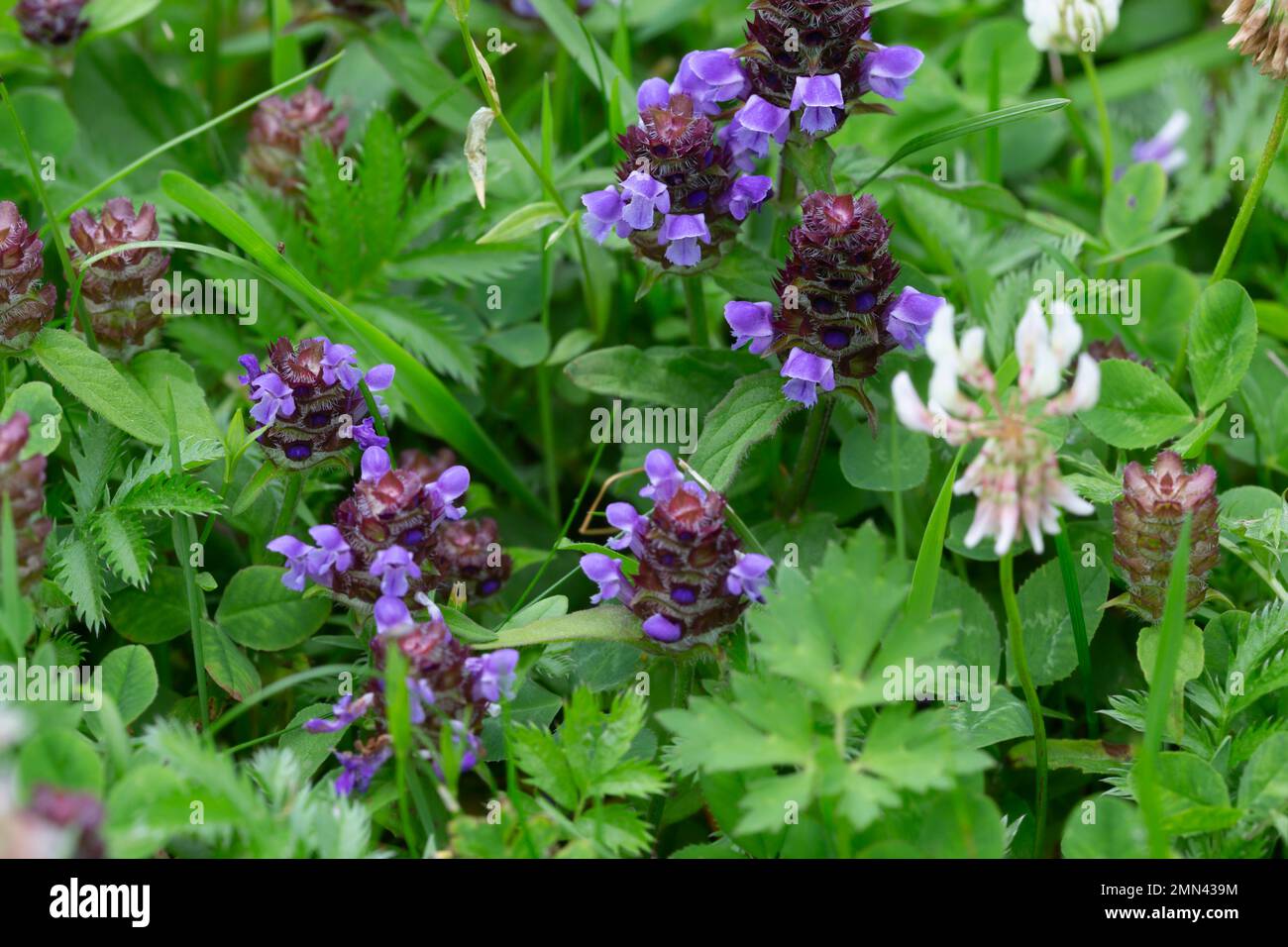 Common self-heal, Prunella vulgaris and white clover, Trifolium repens ...