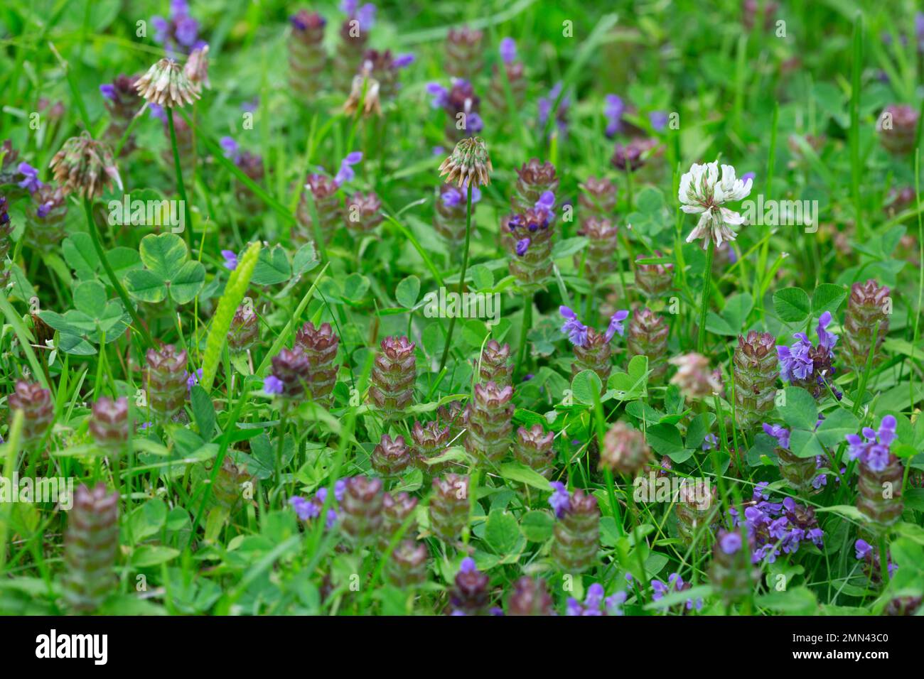 Common self-heal, Prunella vulgaris and white clover, Trifolium repens ...