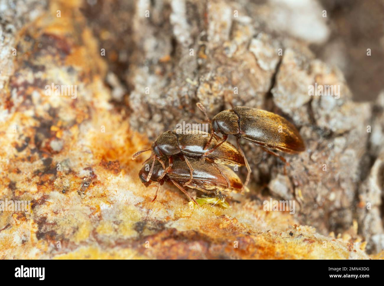 False darkling beetles, Orchesia micans mating on fungi, macro photo ...