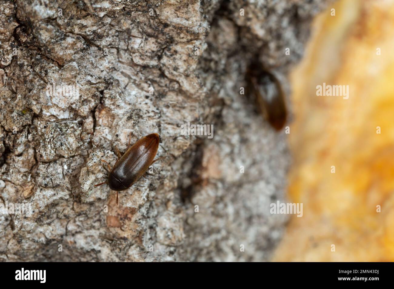 False darkling beetles, Orchesia micans on aspen bark, macro photo ...