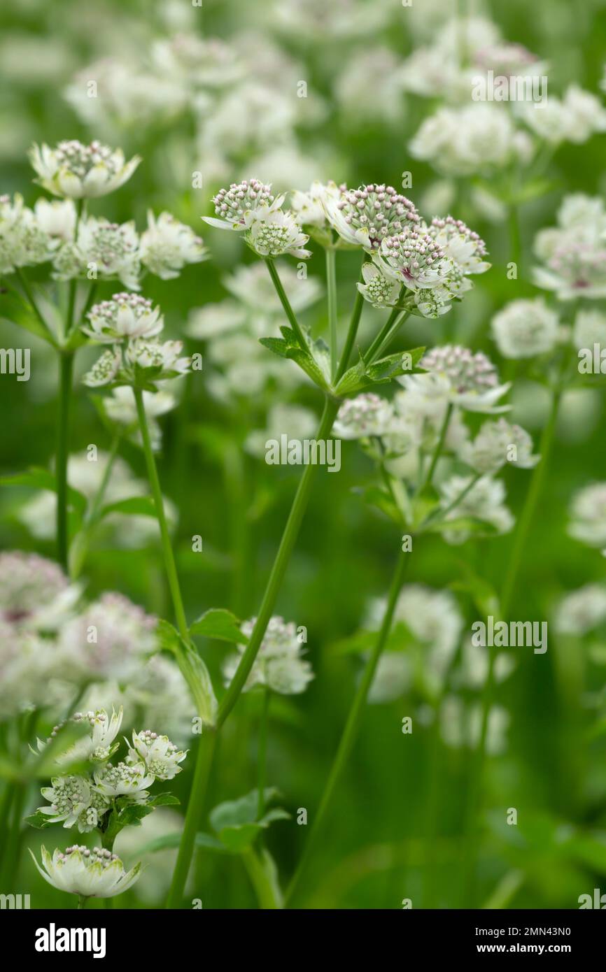 Great masterwort, Astrantia major in bloom, this flower is often ...