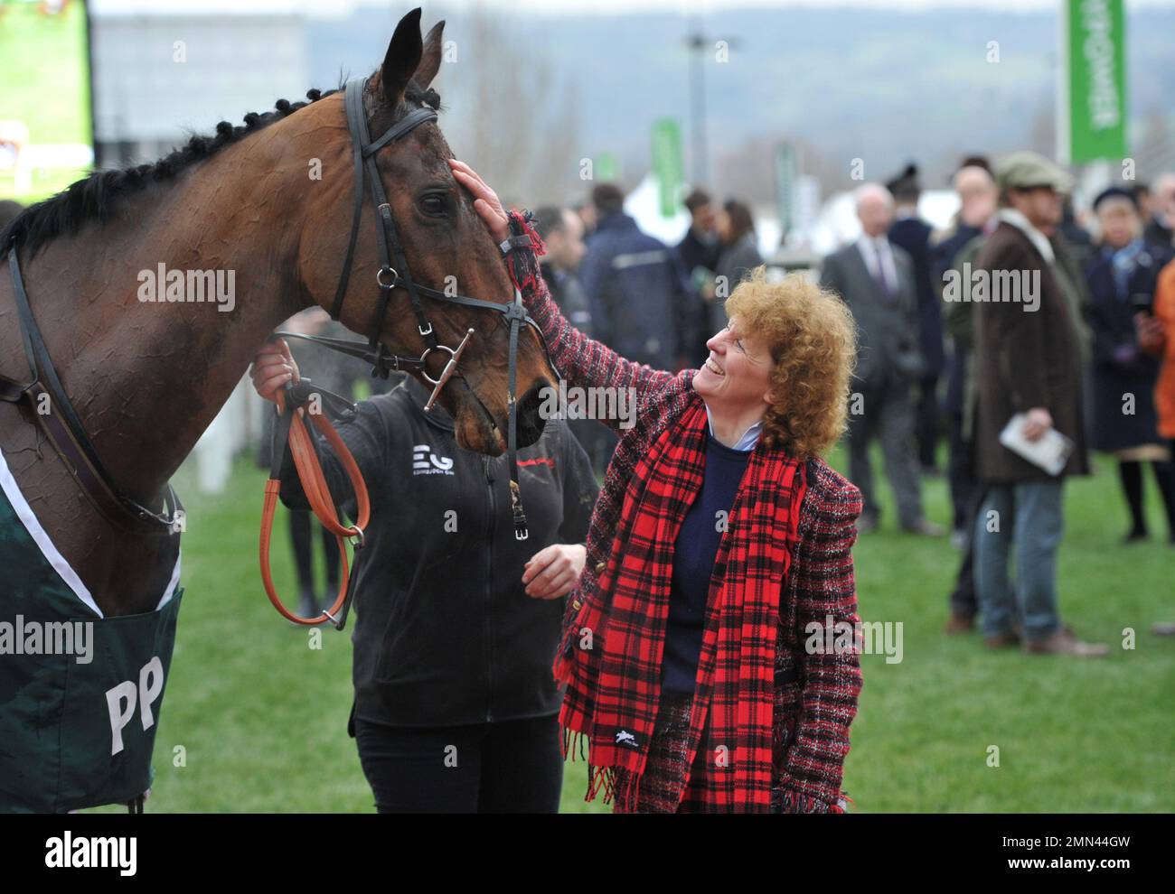 Ahoy senor horse hi-res stock photography and images - Alamy
