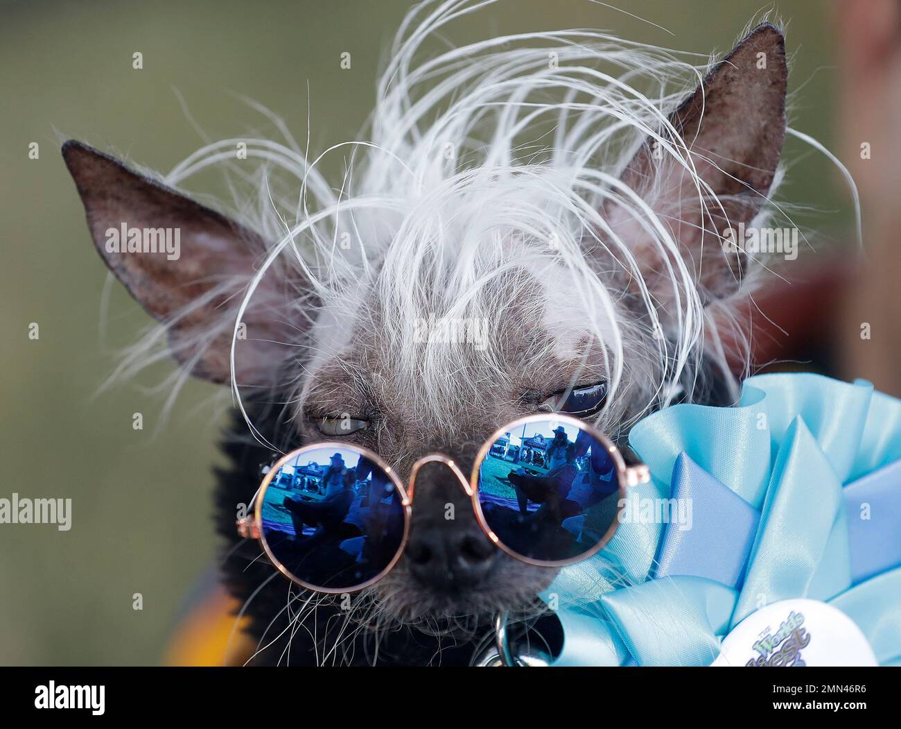 Rascal Deux is held by owner Dane Andrew before competing in the World ...