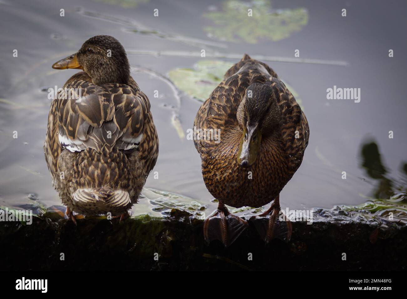 Two ducks ripple water hi-res stock photography and images - Alamy