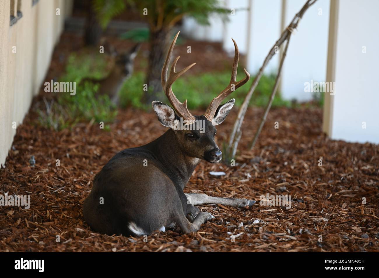 Deer are abundant in the Monterey area. Here, a buck rests in front of ...