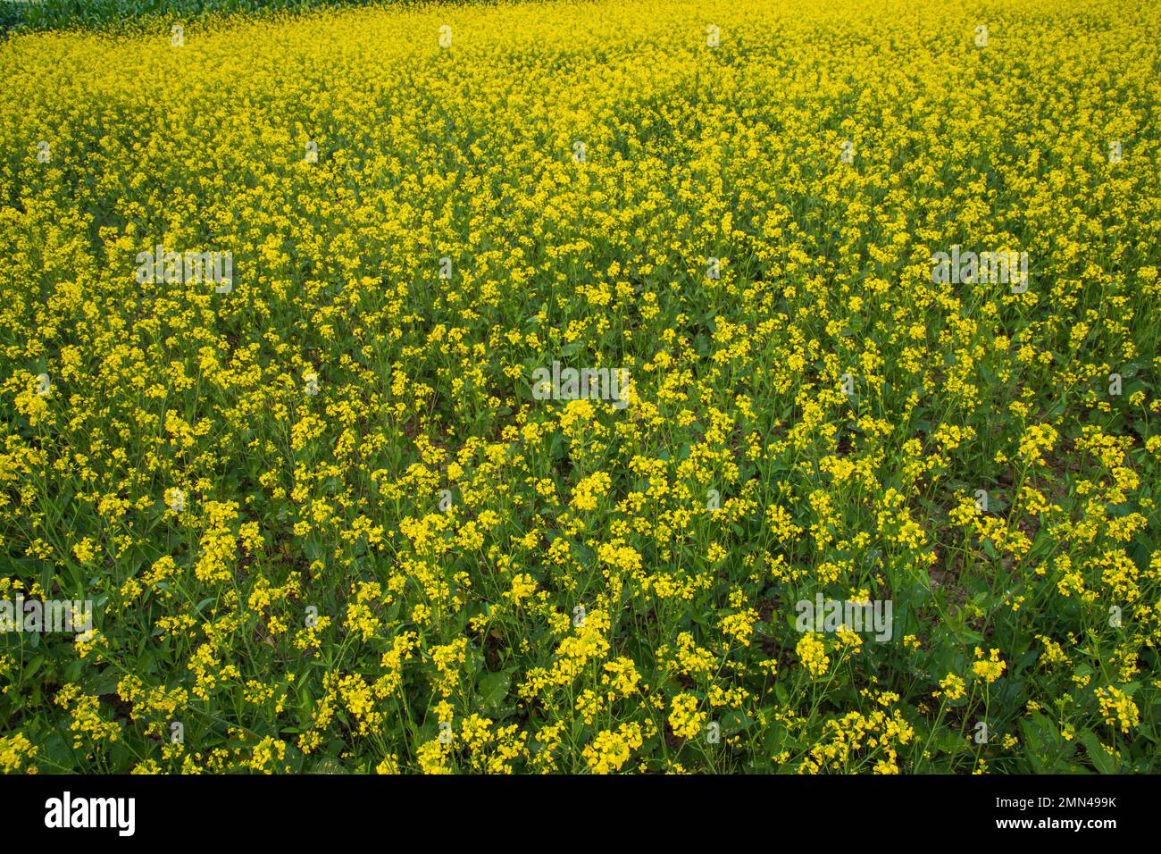 Blooming Yellow Rapeseed flowers in the field. can be used as a floral ...
