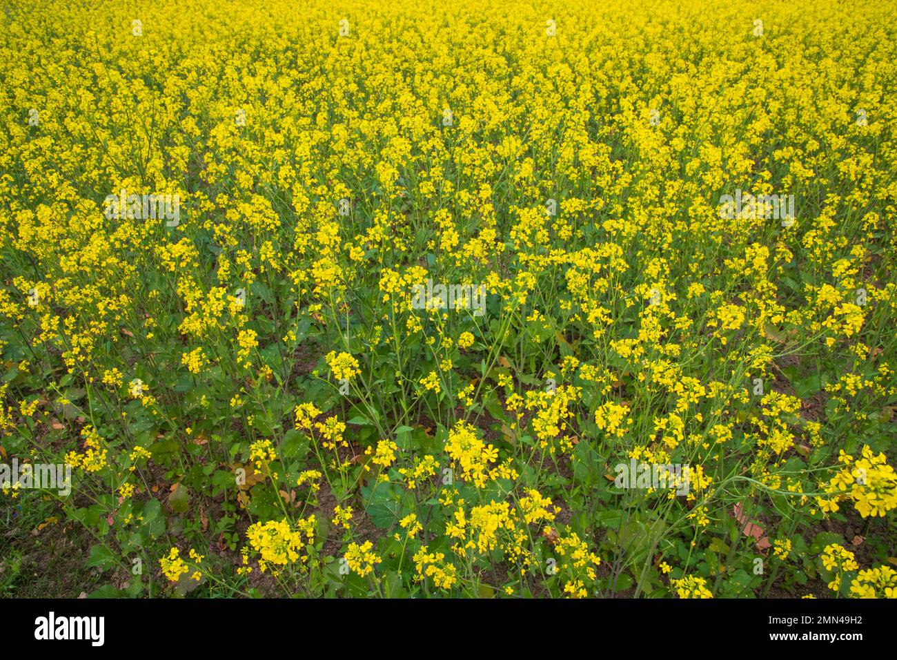 Blooming Yellow Rapeseed flowers in the field. can be used as a floral ...