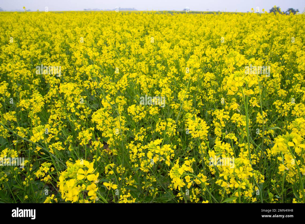 Blooming Yellow Rapeseed flowers in the field. can be used as a floral ...