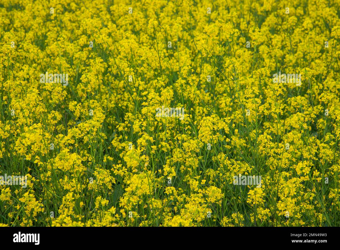 Blooming Yellow Rapeseed flowers in the field. can be used as a floral ...
