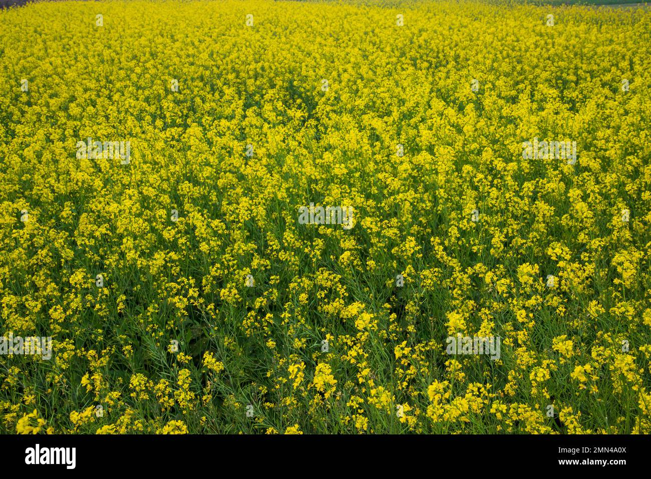 Blooming Yellow Rapeseed flowers in the field. can be used as a floral ...