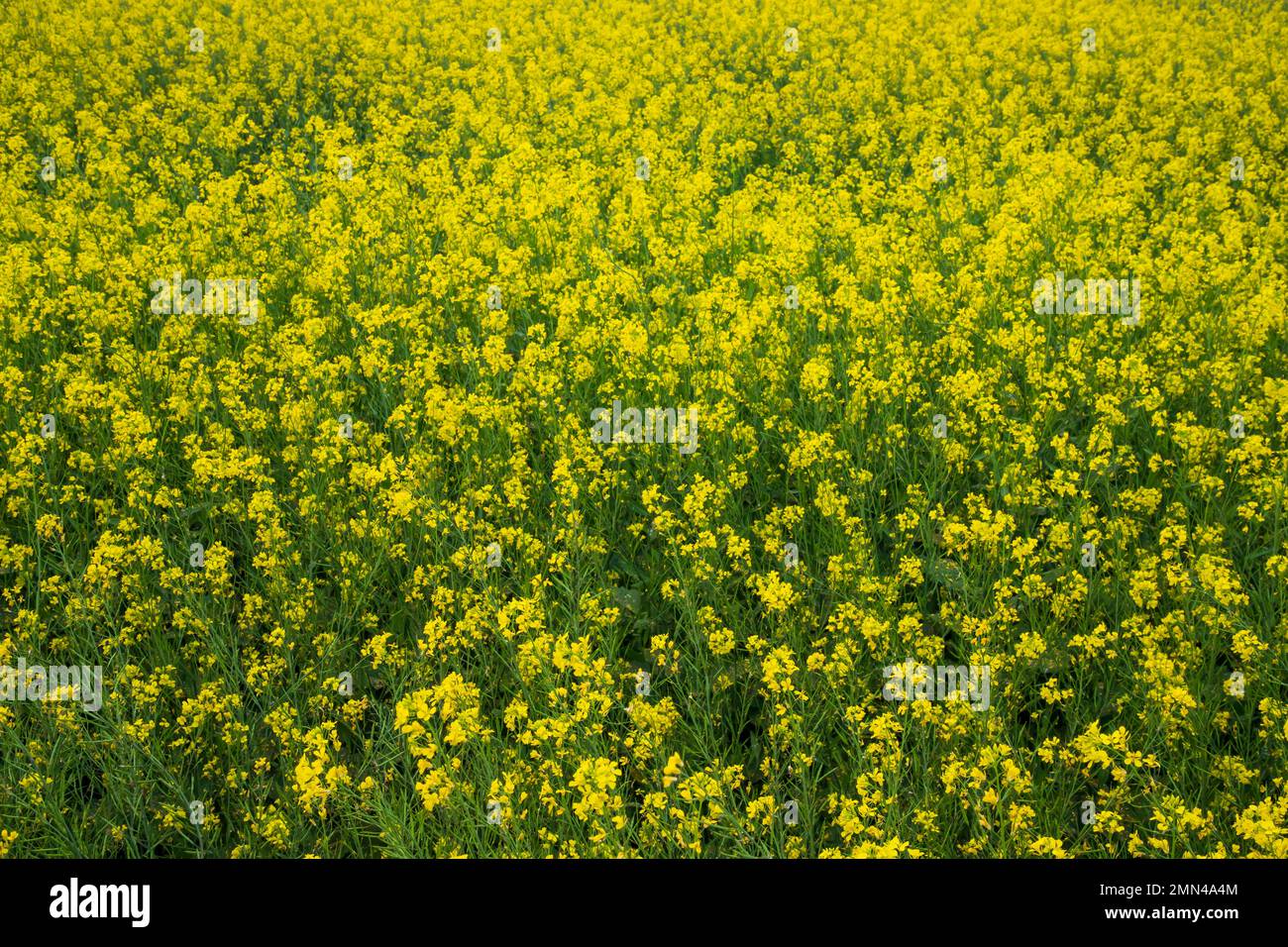 Blooming Yellow Rapeseed flowers in the field. can be used as a floral ...