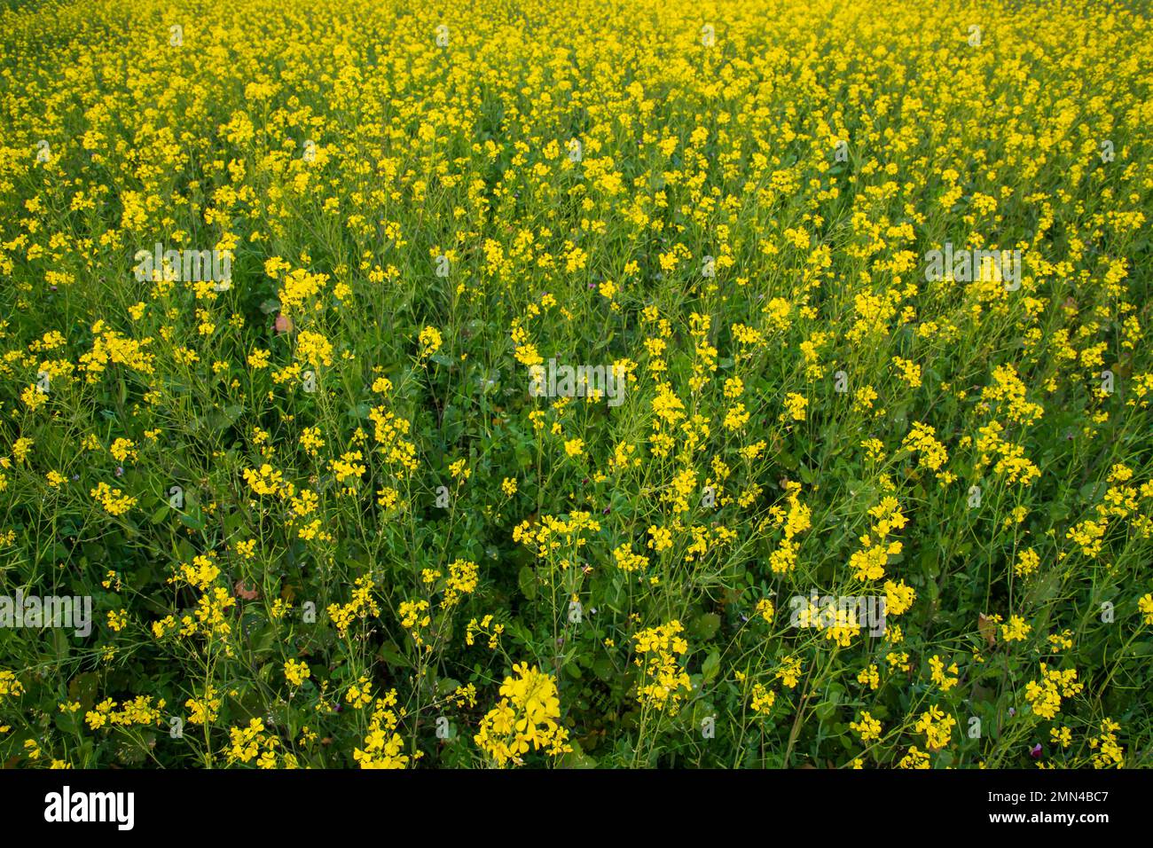 Blooming Yellow Rapeseed flowers in the field. can be used as a floral ...