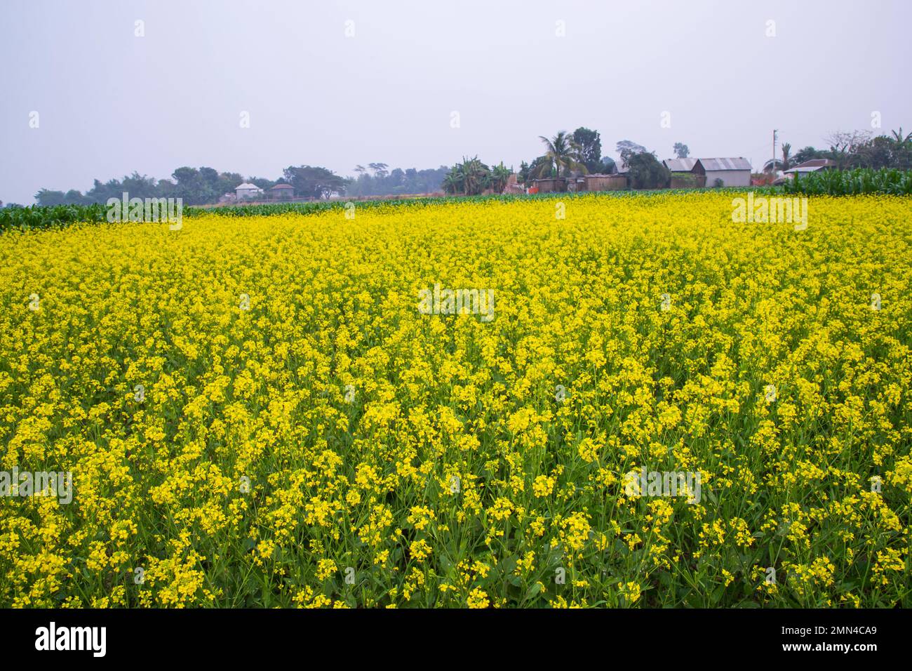 Beautiful Floral Landscape View of Rapeseed blossoms in a field in the ...