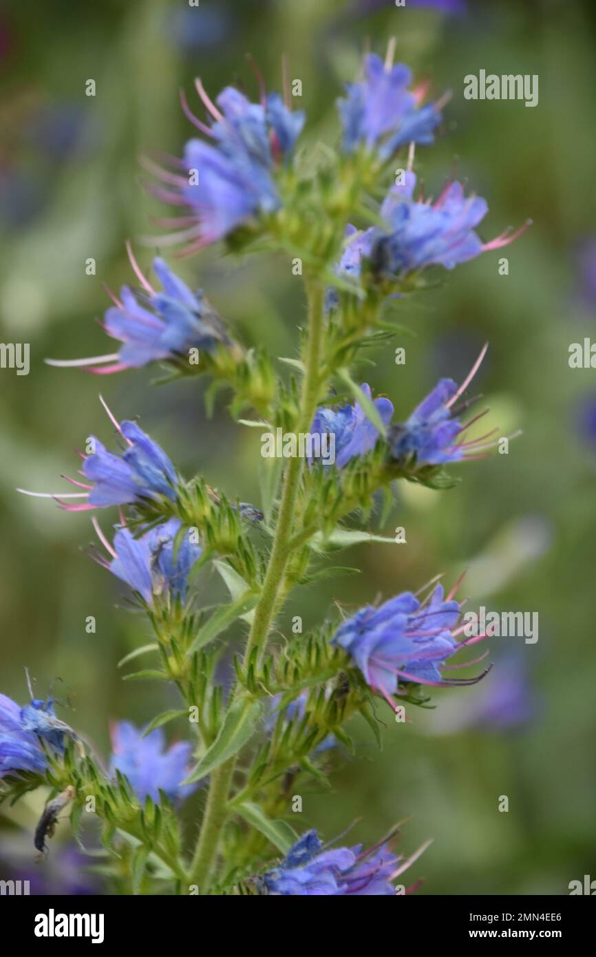 Stunningly pretty blueweed plant blooming and flowering in the spring ...