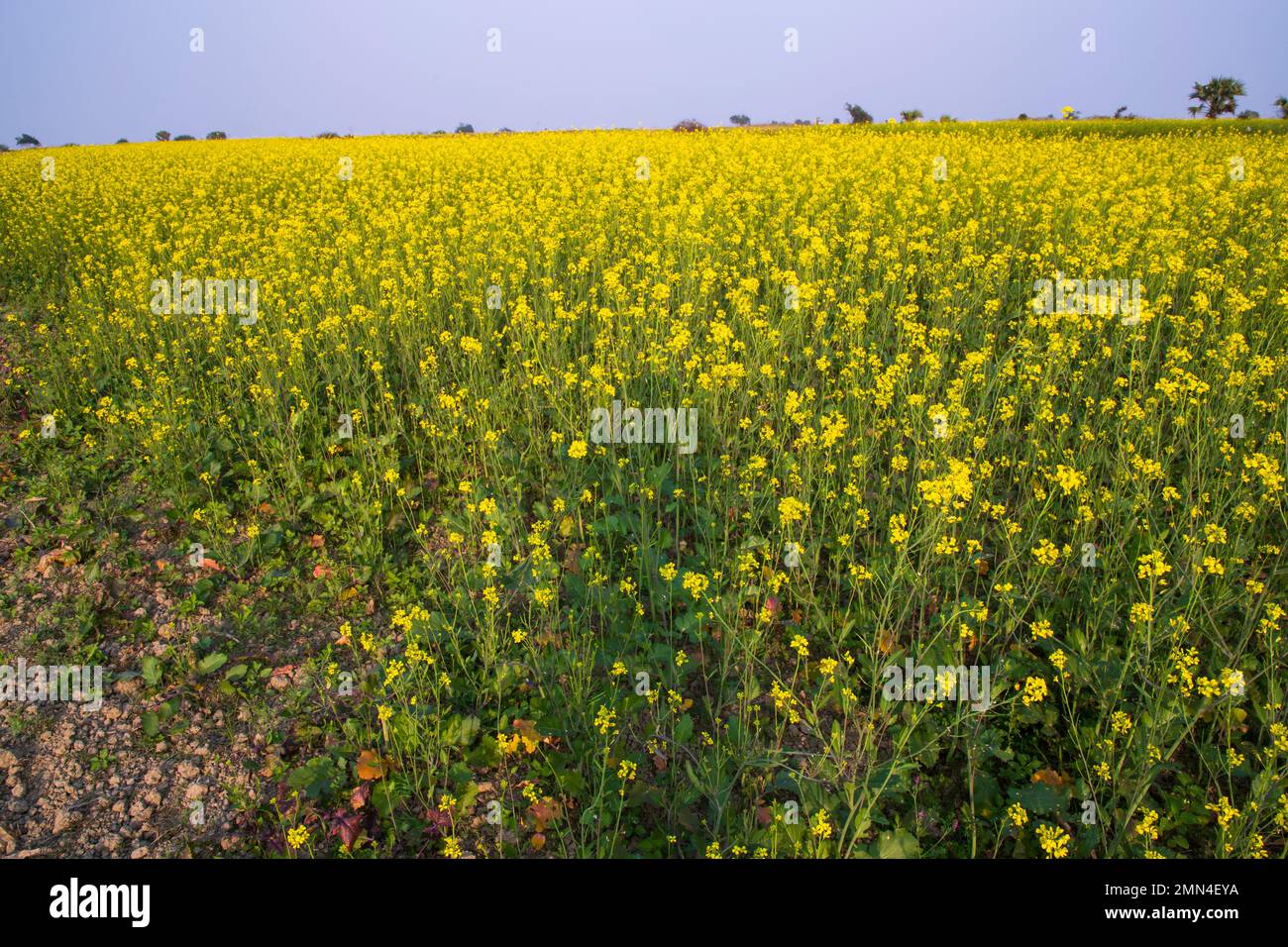 Beautiful Floral Landscape View of Rapeseed blossoms in a field in the ...