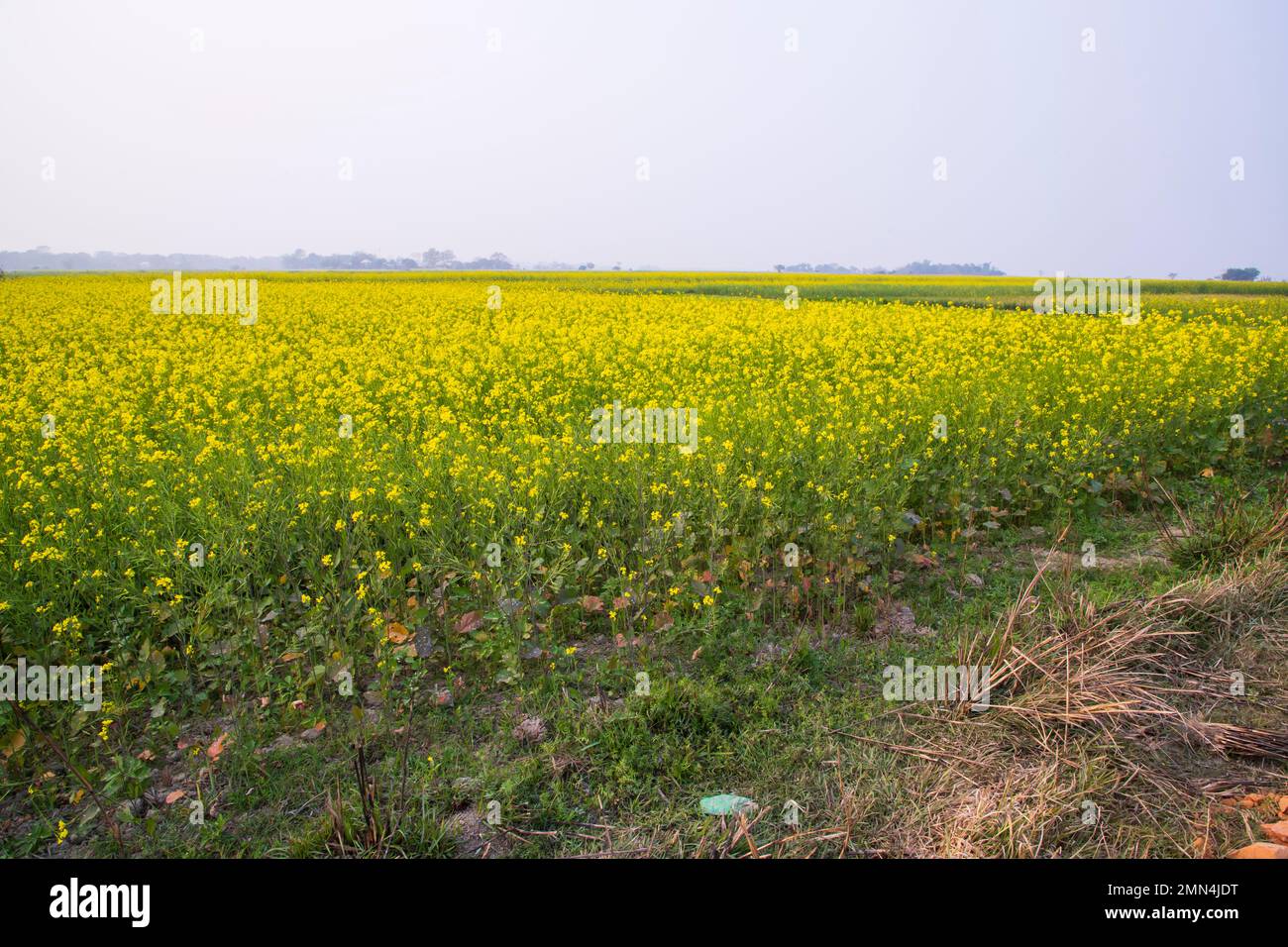 Beautiful Floral Landscape View of Rapeseed blossoms in a field in the ...