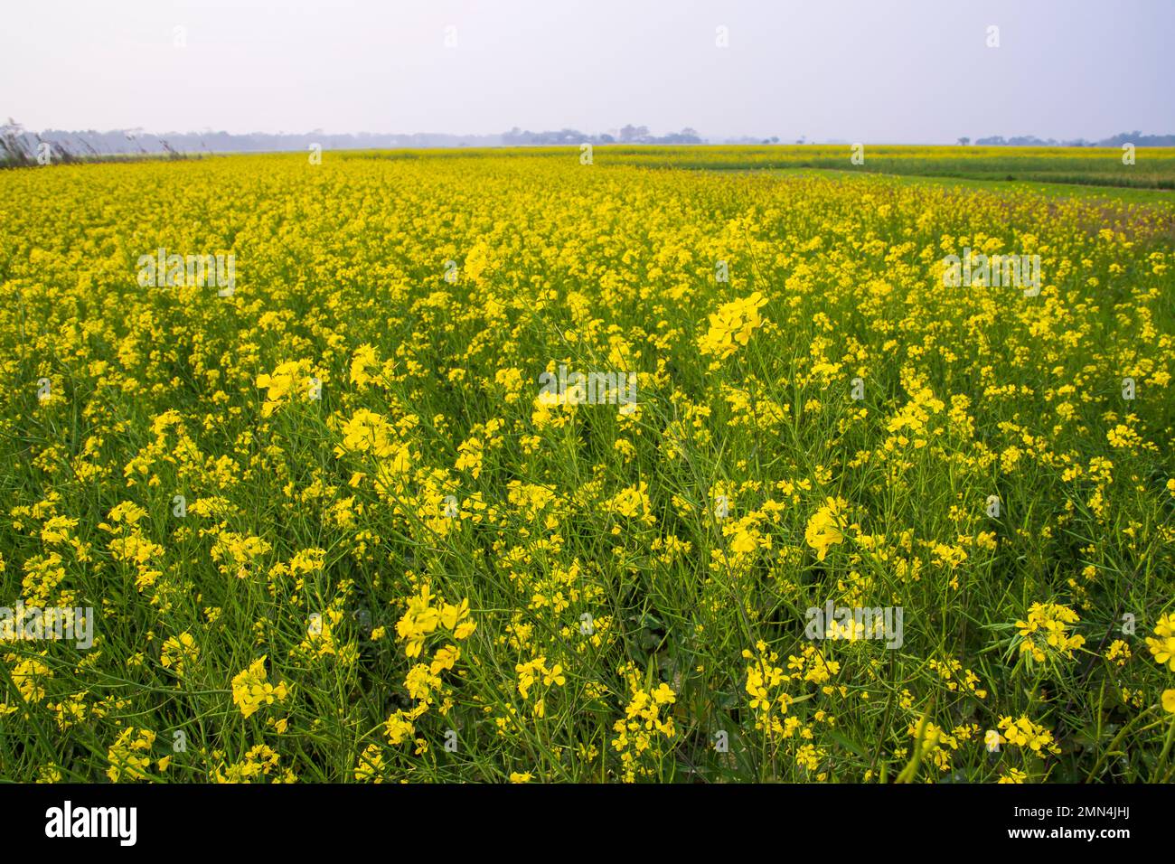 Beautiful Floral Landscape View of Rapeseed blossoms in a field in the ...